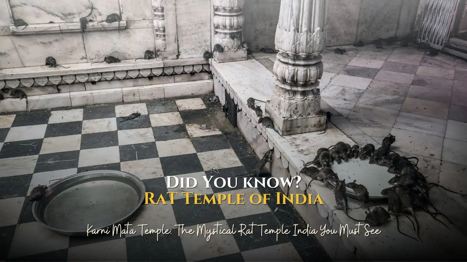 Karni Mata Temple – The Famous Rat Temple India